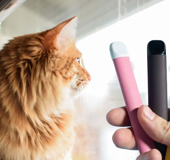 Vaping Around Your Cat: Is It Safe or Putting Your Pet at Risk?