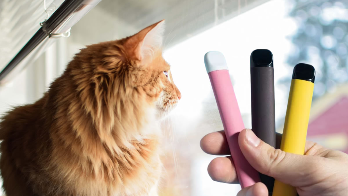 Is Vaping Around Cats Safe? Risks & Safety Tips - Ecigator