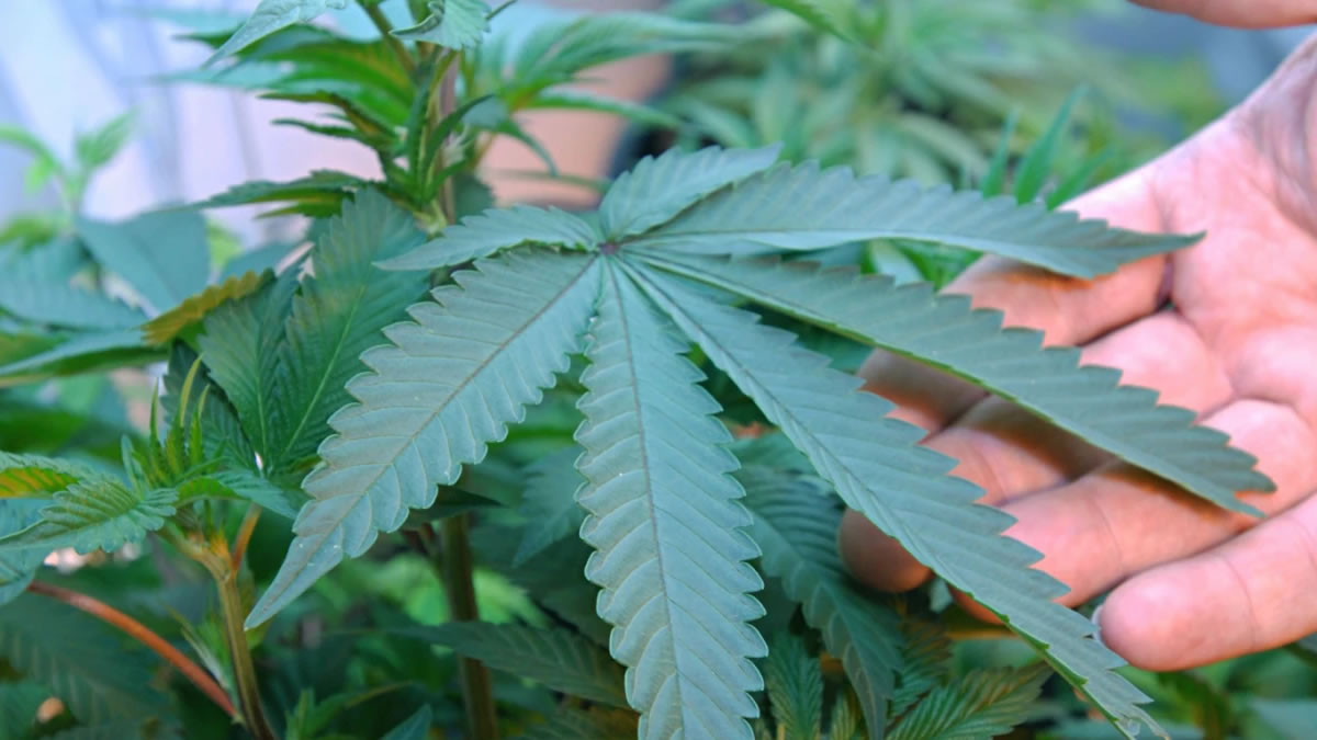 Driving High in Missouri: How Police Detect Marijuana DUI - Ecigator