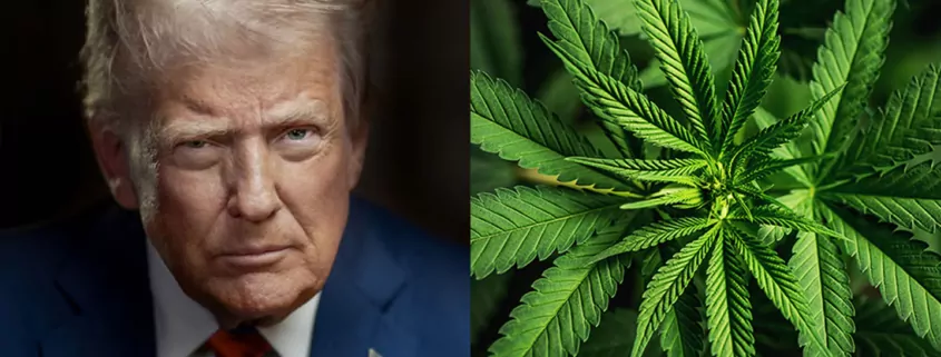 Hemp Compliance Cliff 2026: Total THC Caps & Intoxicating Hemp Ban ...